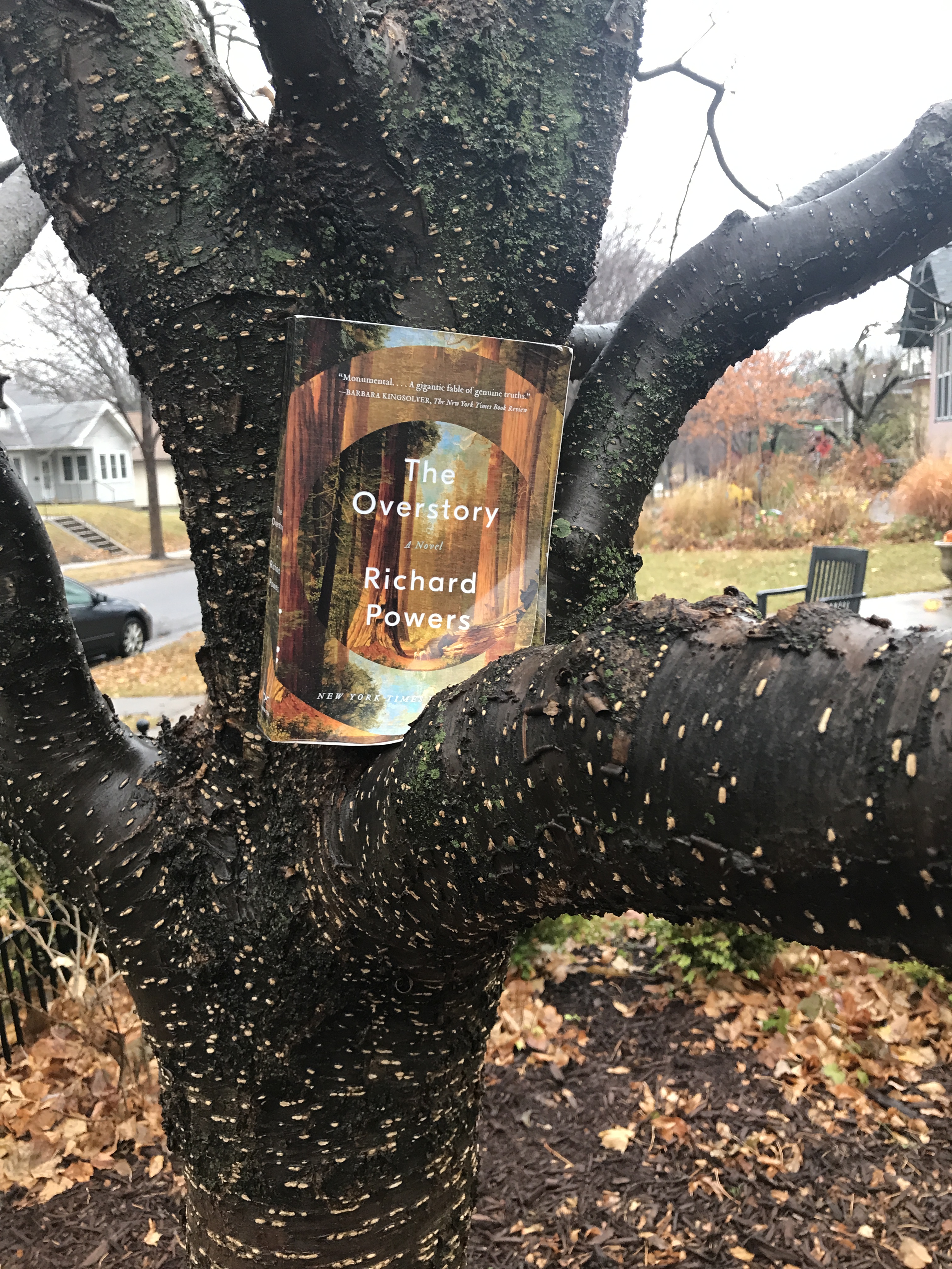 Book Report: The Overstory by Richard Powers | Living on Life's Labyrinth