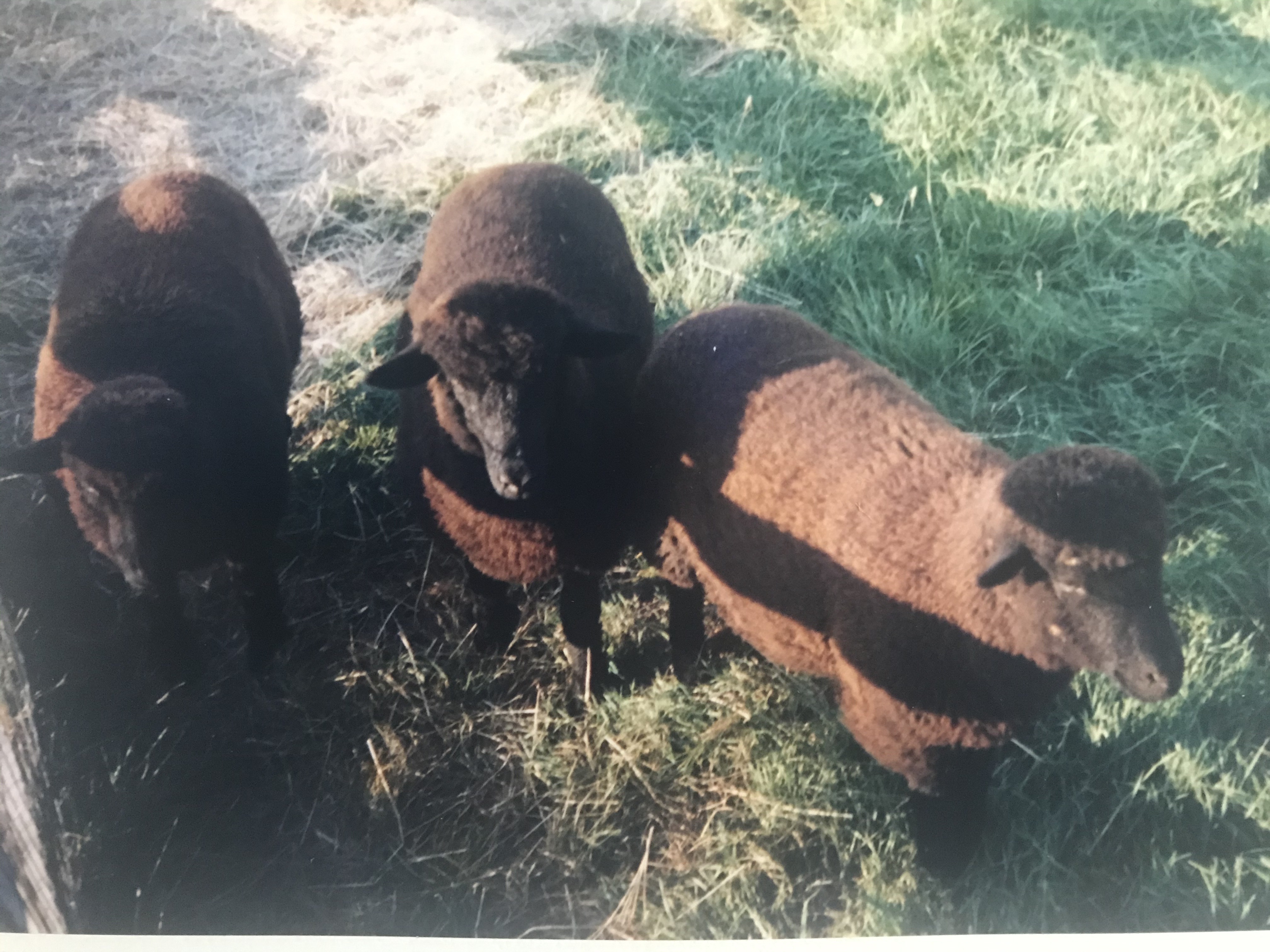 Book Report: Unraveling, What I Learned about Life While Shearing Sheep ...